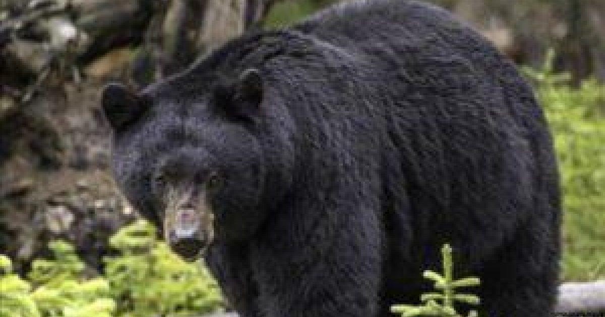 Be Bear Aware This Spring | Kalispel Natural Resources Development