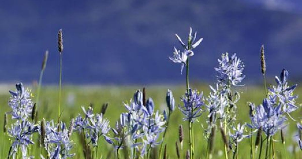 Noxious Weed Management | We Are Kalispel | Kalispel Tribe